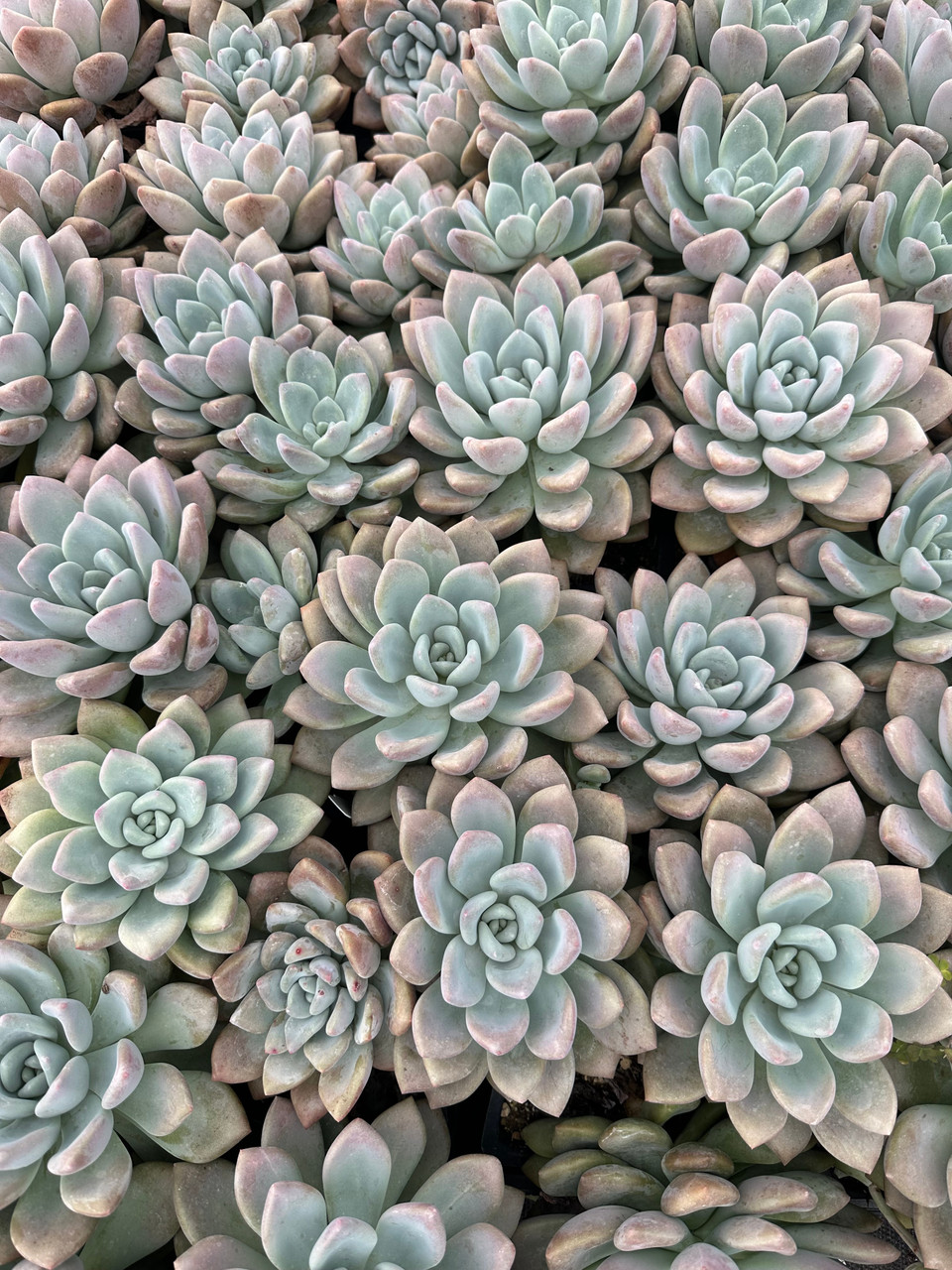 Graptoveria 'Opalina' - Devil Mountain Wholesale Nursery