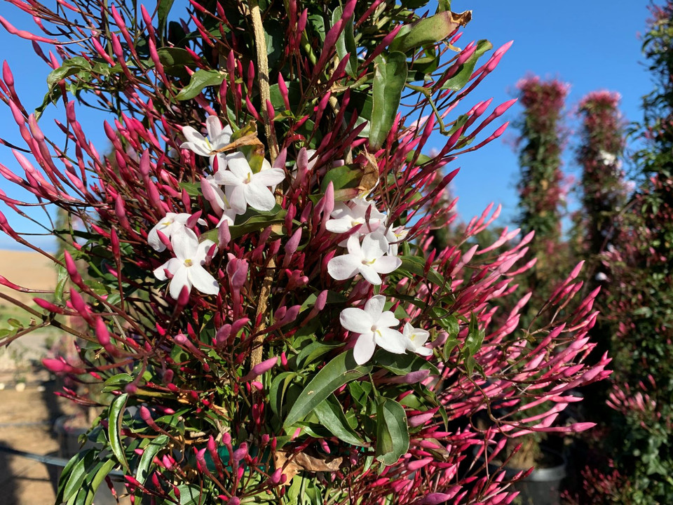 Jasminum polyanthum - Devil Mountain Wholesale Nursery