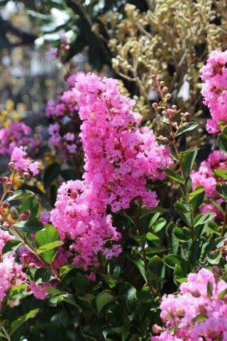 Lagerstroemia Petite Pinkie - Devil Mountain Wholesale Nursery
