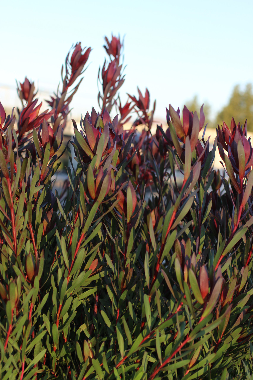 Leucadendron 'Wilson's Wonder' - Devil Mountain Wholesale Nursery