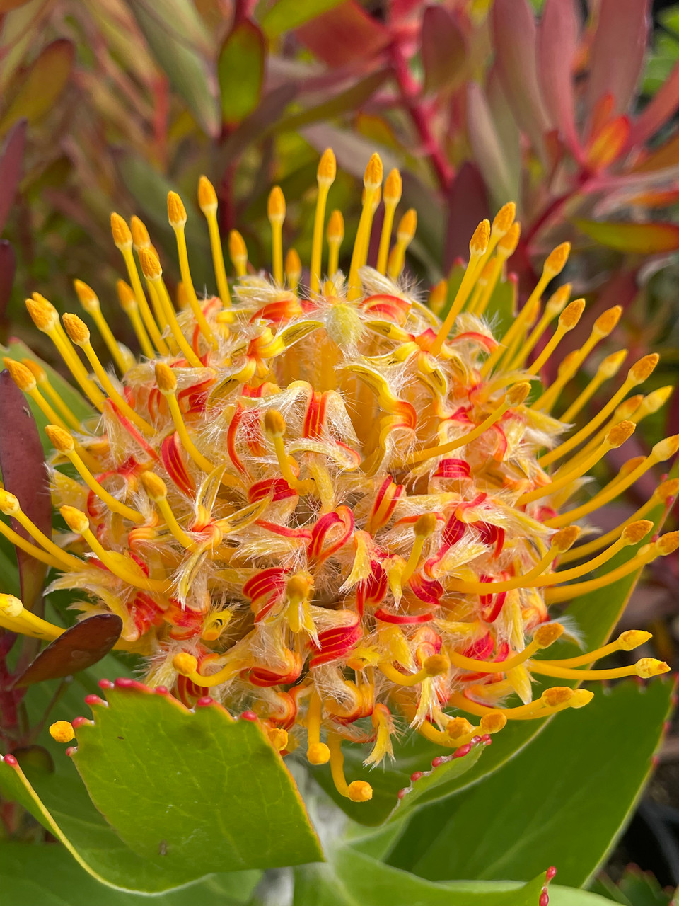 Leucospermum 'Tango' - Devil Mountain Wholesale Nursery