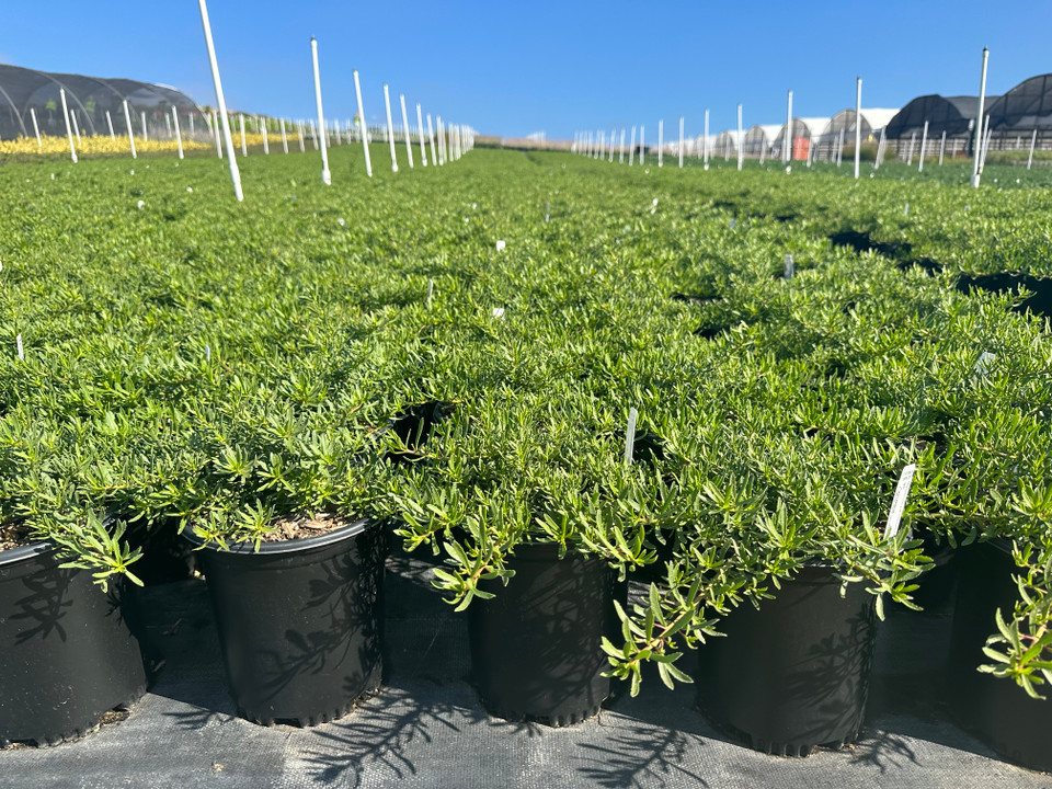 Myoporum parvifolium - Devil Mountain Wholesale Nursery