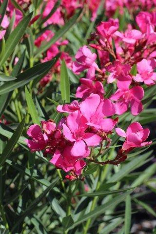 Nerium oleander 'Pink Beauty' - Devil Mountain Wholesale Nursery
