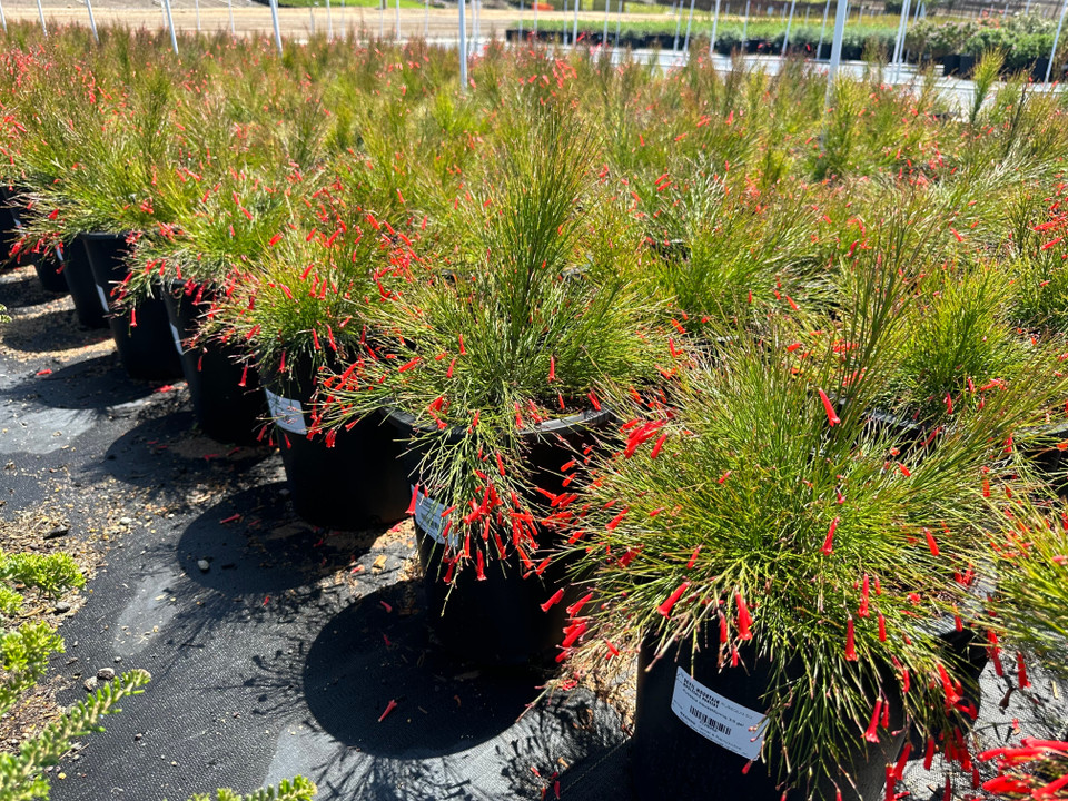 Russelia equisetiformis - Devil Mountain Wholesale Nursery