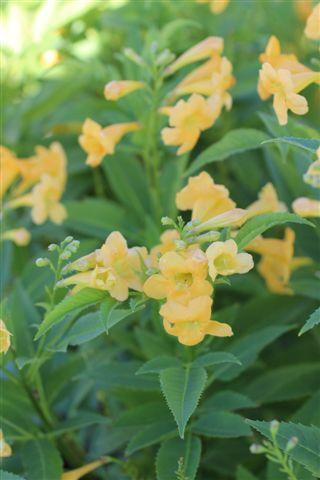 Tecoma stans Gold Star - Devil Mountain Wholesale Nursery