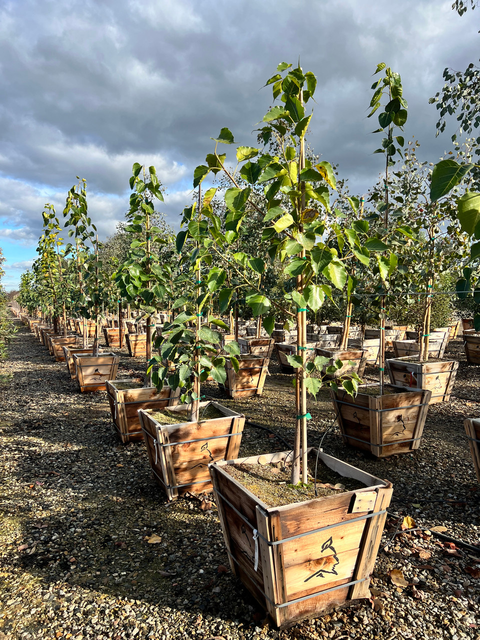 Ficus pumila (repens) - Devil Mountain Wholesale Nursery