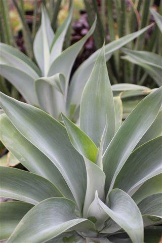 Agave attenuata - Devil Mountain Wholesale Nursery