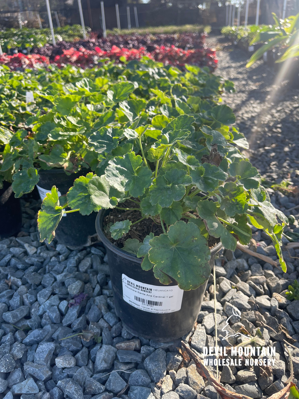 Heuchera 'Old La Rochette' - Devil Mountain Wholesale Nursery