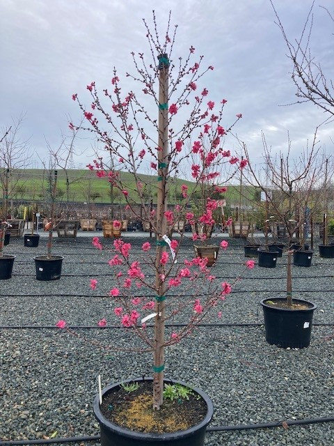 Nectarine 'Atomic Red' - Devil Mountain Wholesale Nursery