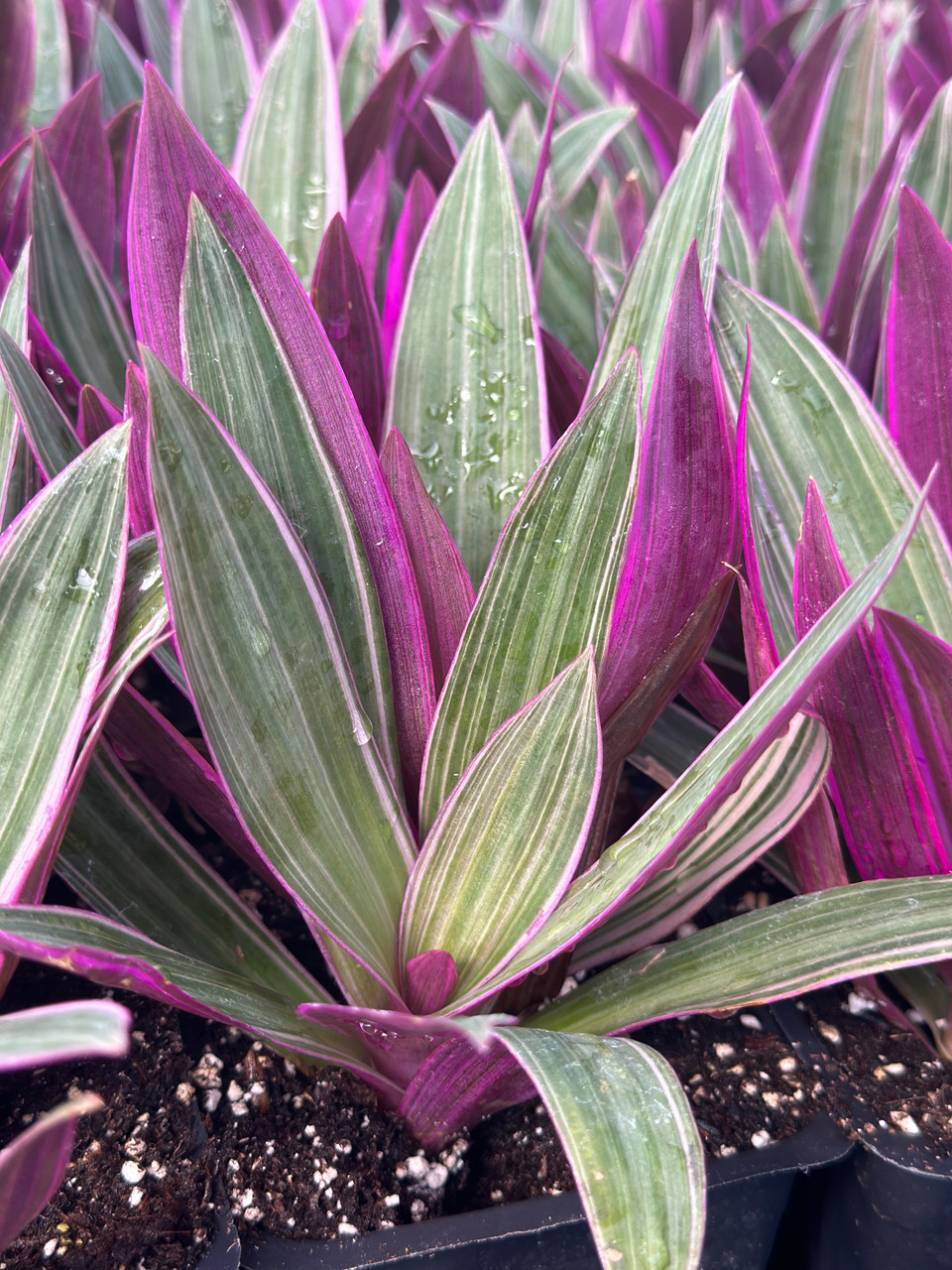 Tradescantia pallida (Setcreasea) - Devil Mountain Wholesale Nursery