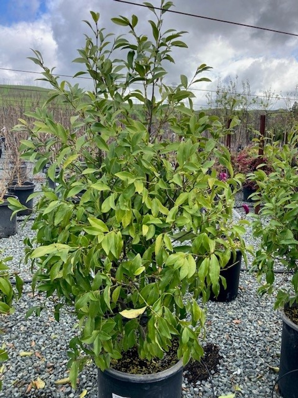 Michelia Magnolia Figo Devil Mountain Wholesale Nursery michelia-magnolia-figo-devil-mountain-wholesale-nursery