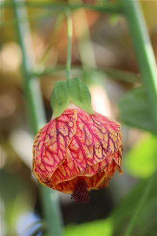 Abutilon 'Tiger's Eye' (Red/Orange) - Devil Mountain Wholesale Nursery