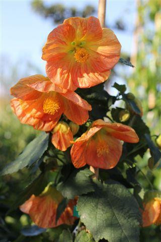 Abutilon 'Victor Reiter' (Orange) - Devil Mountain Wholesale Nursery