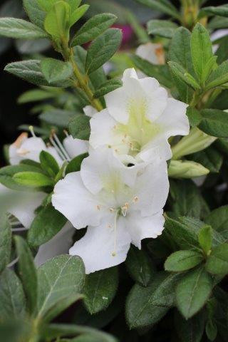 Azalea Encore® Autumn Ivory® (White) - Devil Mountain Wholesale Nursery