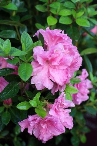 Azalea Encore® Autumn Carnation® (Pink) - Devil Mountain Wholesale Nursery