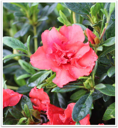 Azalea Encore® Autumn Embers® (Red) - Devil Mountain Wholesale Nursery