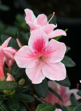 Azalea 'Pink Lace' (Pink/White) - Devil Mountain Wholesale Nursery