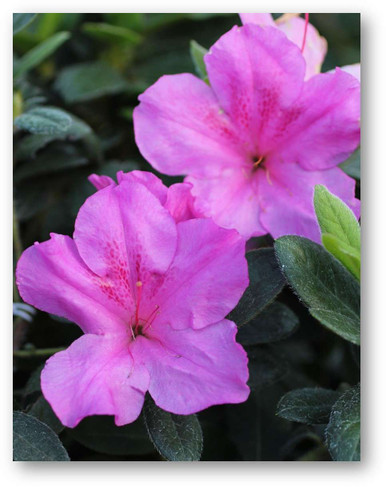 Azalea Encore® Autumn Royalty® (Purple) - Devil Mountain Wholesale Nursery