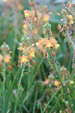 Bulbine frutescens 'Hallmark' - Devil Mountain Wholesale Nursery
