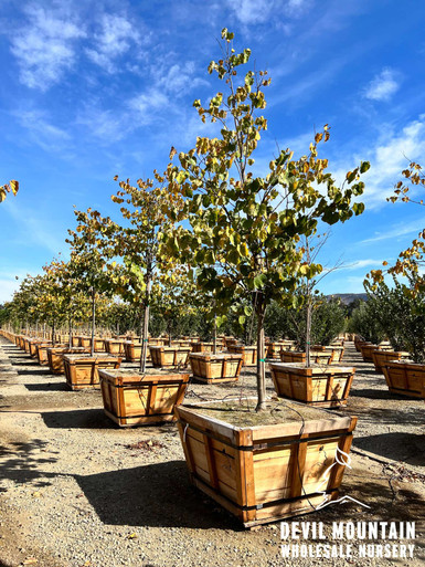 Cercis canadensis 'Royal White' (White) - Devil Mountain Wholesale Nursery