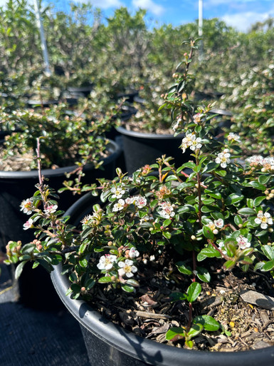 Cotoneaster dammeri 'Lowfast' - Devil Mountain Wholesale Nursery