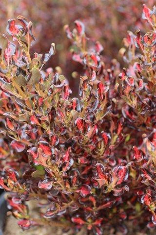 Coprosma repens Pacific Sunset (Red) - Devil Mountain Wholesale Nursery