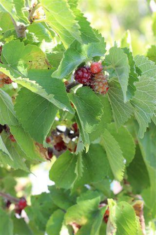 Mulberry 'Pakistan' Fruiting Mulberry - Devil Mountain Wholesale Nursery