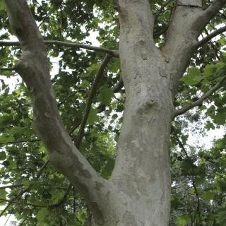 Platanus acerifolia 'Bloodgood' - Devil Mountain Wholesale Nursery