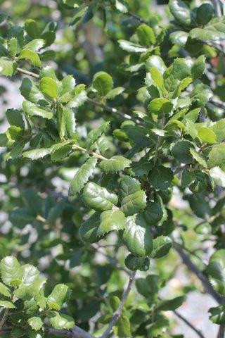 Quercus agrifolia - Devil Mountain Wholesale Nursery
