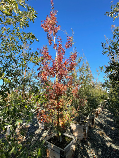 Quercus gravesii - Devil Mountain Wholesale Nursery
