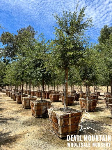 Quercus virginiana - Devil Mountain Wholesale Nursery