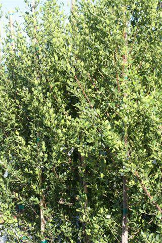 Rhamnus alaternus 'John Edwards' - Devil Mountain Wholesale Nursery
