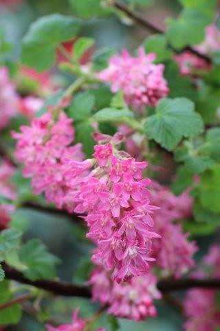 Ribes sanguineum 'King Edward VII' - Devil Mountain Wholesale Nursery
