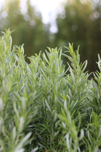 Rosmarinus officinalis 'Barbeque' - Devil Mountain Wholesale Nursery