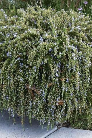 Rosmarinus officinalis 'Prostratus' - Devil Mountain Wholesale Nursery