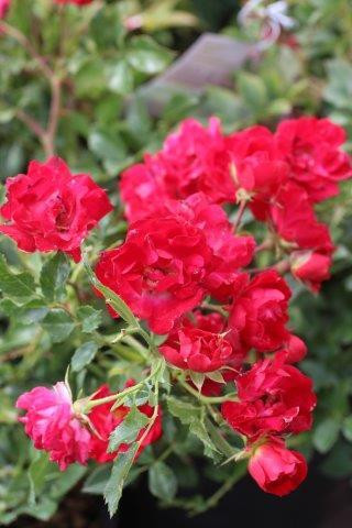 Rosa Red Drift® - Devil Mountain Wholesale Nursery