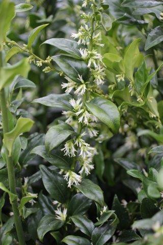 Sarcococca ruscifolia - Devil Mountain Wholesale Nursery