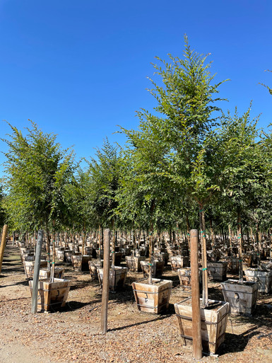 Ulmus parvifolia 'Drake' - Devil Mountain Wholesale Nursery