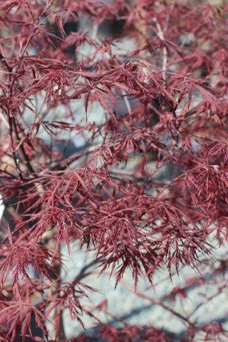 Acer palmatum dissectum 'Red Dragon' - Devil Mountain Wholesale Nursery