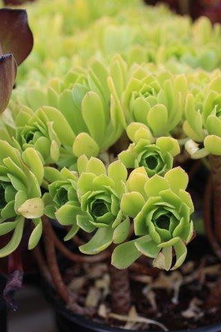 Aeonium simsii - Devil Mountain Wholesale Nursery