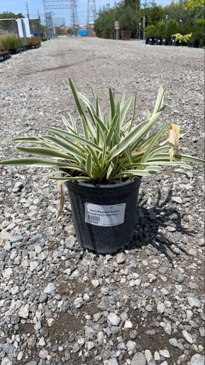 Agapanthus orientalis 'Tinkerbell' (Light Blue) - Devil Mountain ...