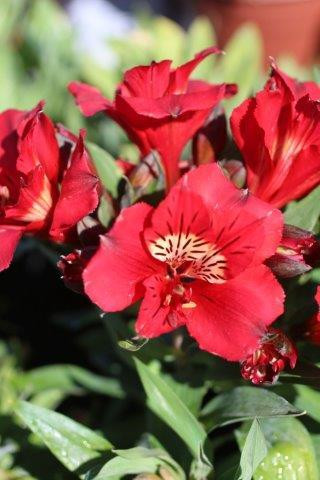 Alstroemeria Colorita® Princess Kate (Red) - Devil Mountain Wholesale ...