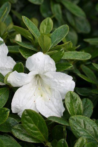 Azalea Encore® Autumn Angel® (White) - Devil Mountain Wholesale Nursery