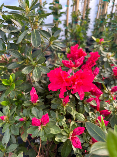 Azalea 'Red Bird' (Red/Pink) - Devil Mountain Wholesale Nursery