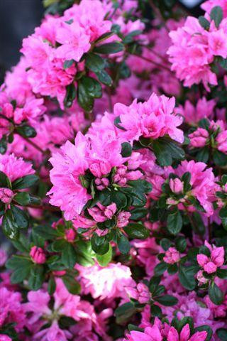 Azalea 'Sherwood Pink' - Devil Mountain Wholesale Nursery