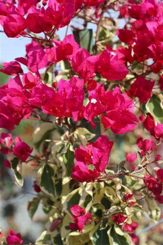 Bougainvillea 'Raspberry Ice' (Pink) - Devil Mountain Wholesale Nursery