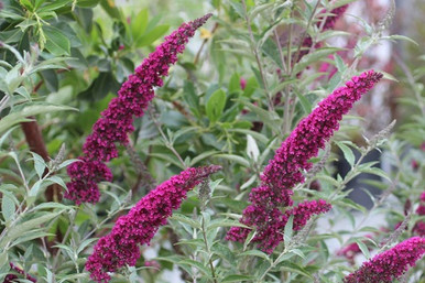 Buddleja davidii 'Buzz' - Devil Mountain Wholesale Nursery