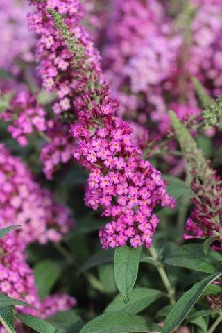Buddleja davidii CranRazz™ - Devil Mountain Wholesale Nursery