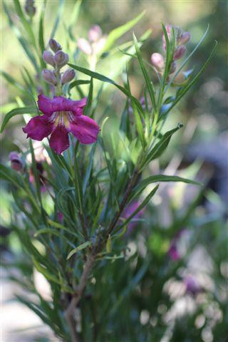 Chilopsis linearis 'Burgundy' - Devil Mountain Wholesale Nursery
