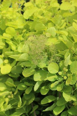 Cotinus coggygria Golden Spirit - Devil Mountain Wholesale Nursery